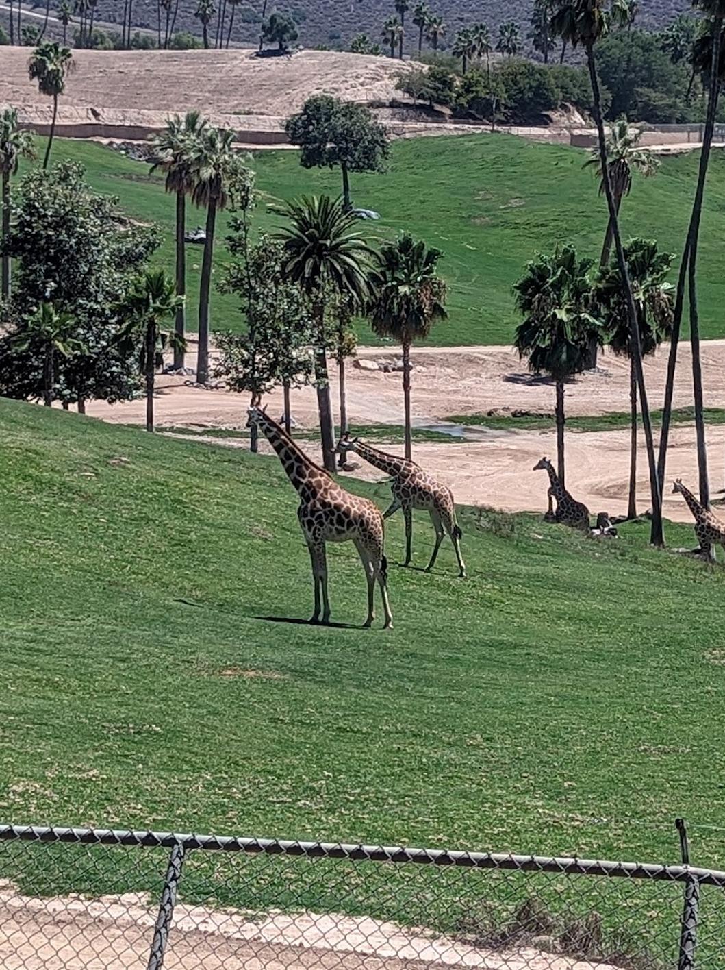 Where is San Diego Zoo Safari Park (Escondido, United States) Reasons ...