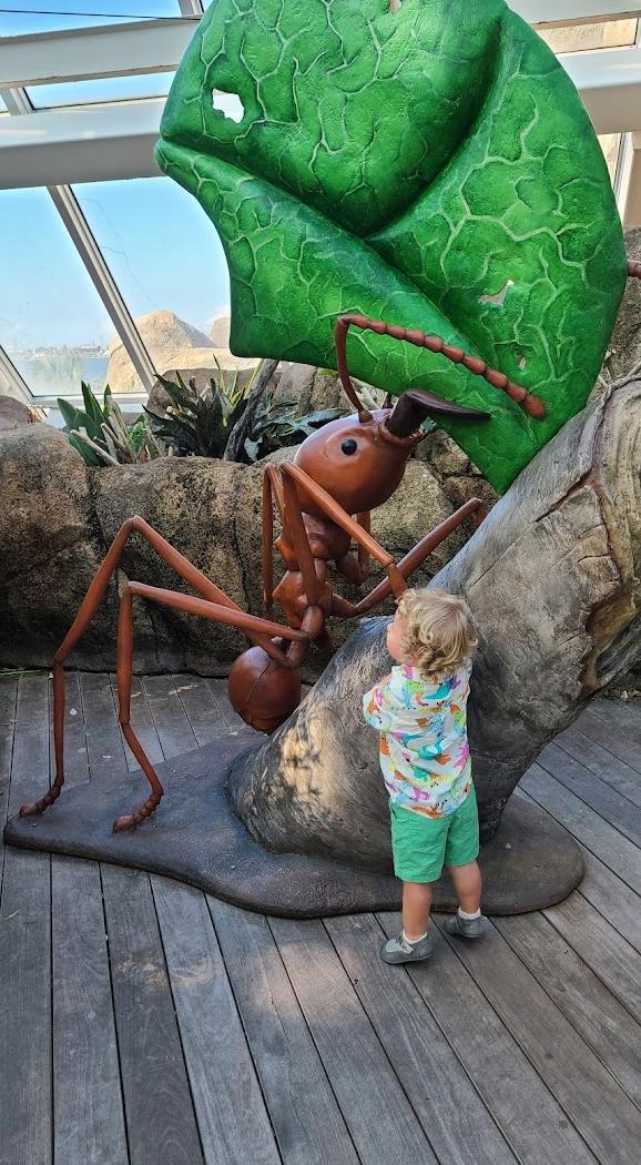 Where is Rainforest Pyramid (Galveston, United States) Reasons to Visit ...